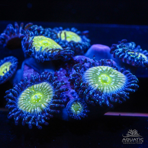 Frozen Apple Zoanthids Zoas Coral Frag – Aquatic Creations Aquaculture